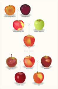 An Apple’s Family Tree – Love Plant Life
